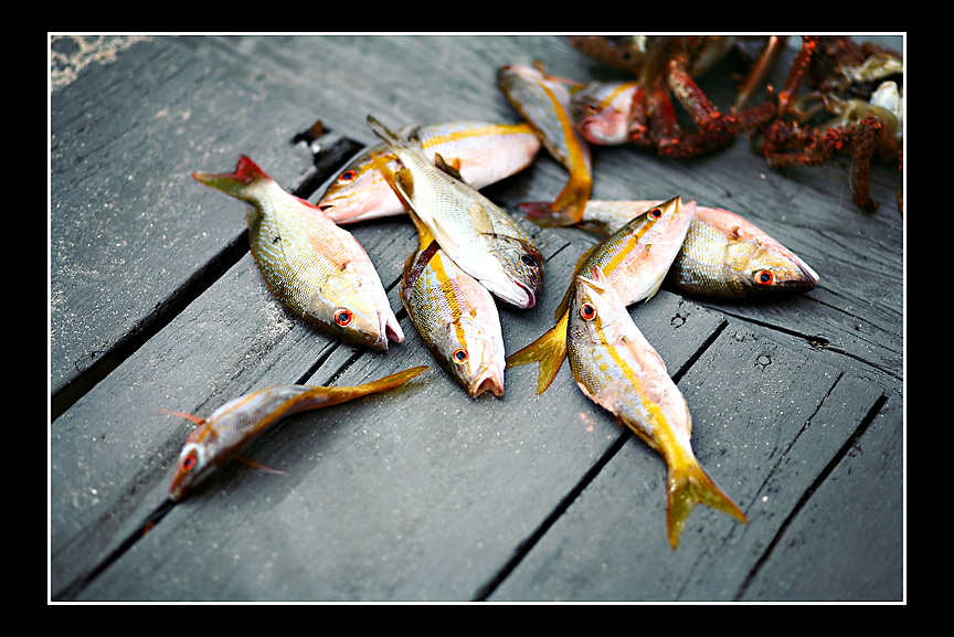 Little Eden Cay : Photo Journal - Jasmine Star